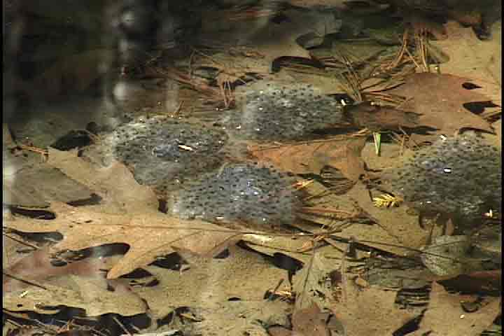 Vernal Pool Photos - Berkshire Environmental Action Team