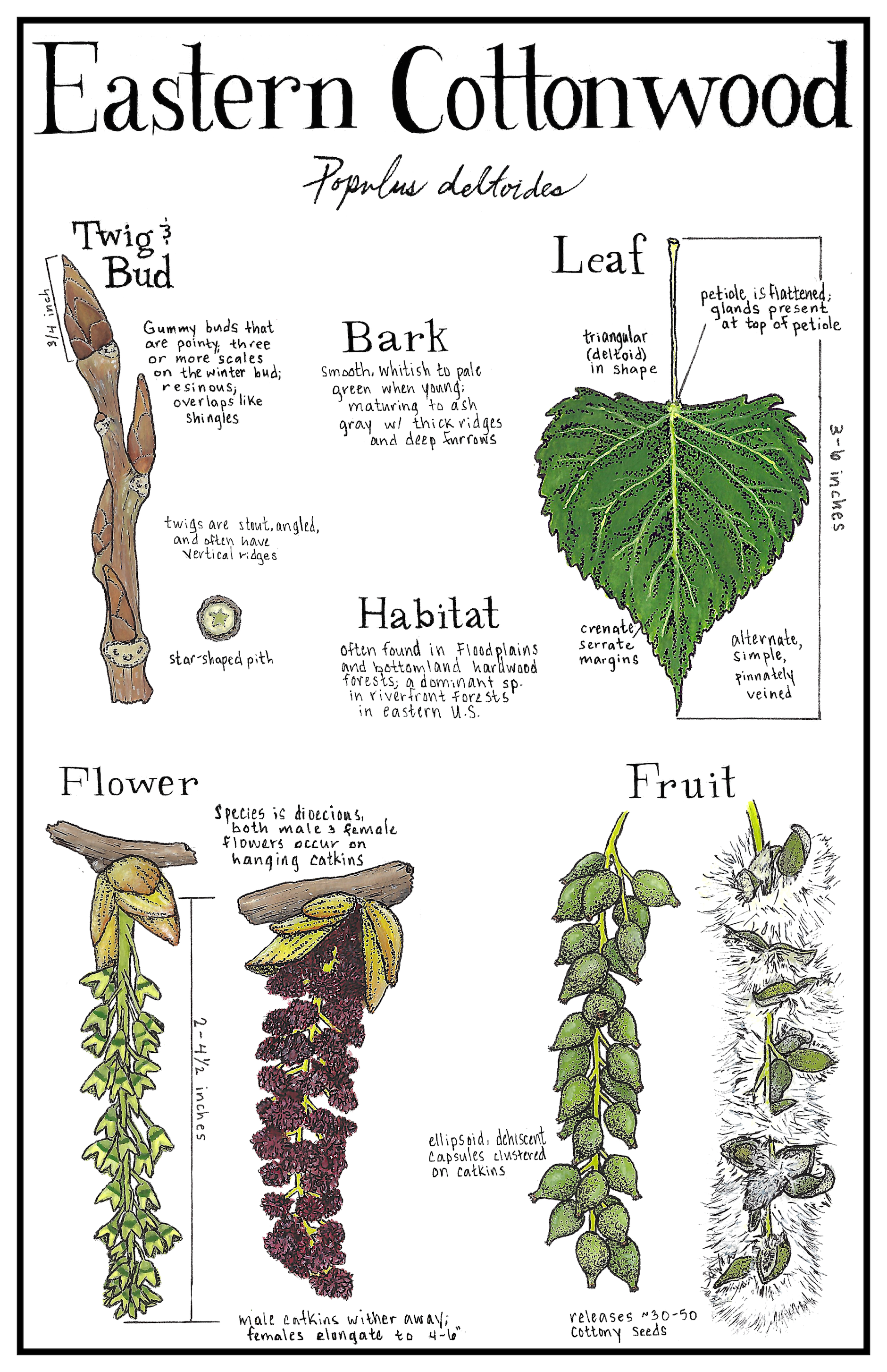 compressed-Populus-deltoides-eastern-cottonwood-TOM - Berkshire ...