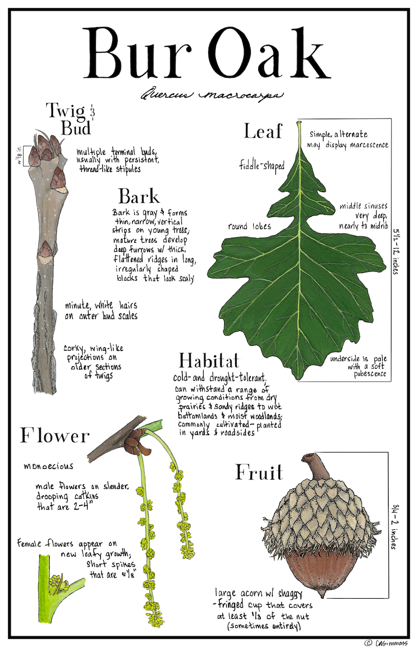 Tree of the Month Series - Berkshire Environmental Action Team