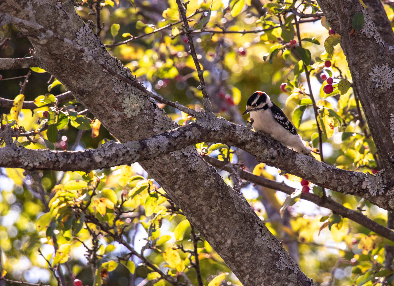 Birding at the Mount - Fall Migration - Berkshire Environmental Action Team
